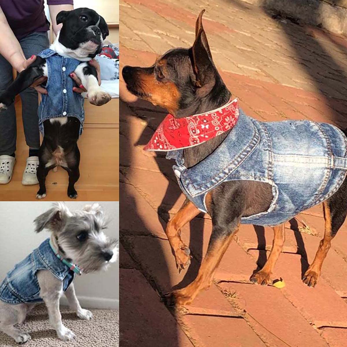 Dog Jean Jacket, Puppy Blue Denim Lapel Vest Coat Costume, Girl Boy Dog T-Shirt Clothes, Cool and Funny Apparel Outfits, Machine Washable Dog Outfits for Small Medium Dogs Cats (XS)