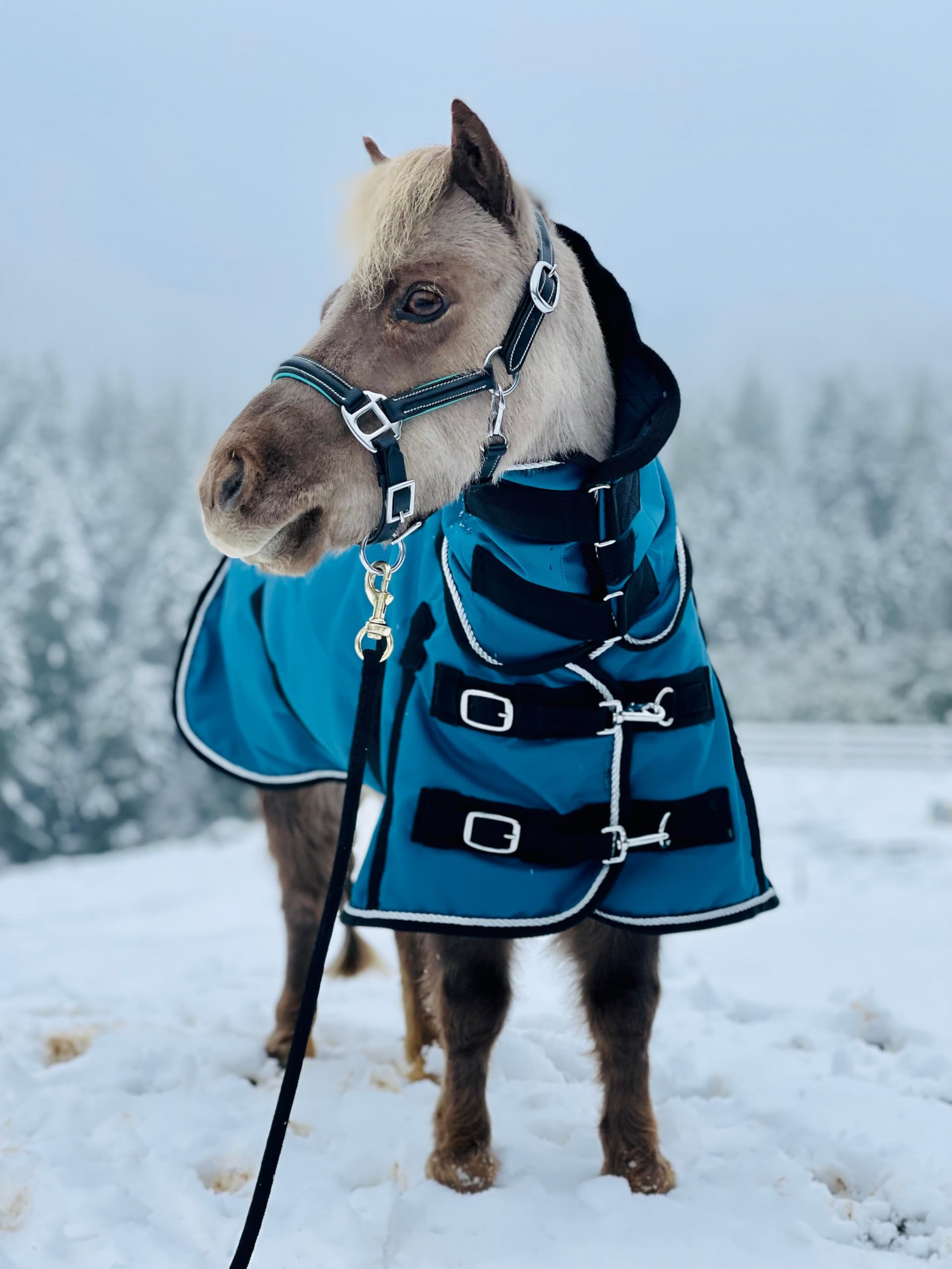 Star Point Horsemanship Mini-Pony Horse Ripstop Waterproof Windproof Blanket Hooded Lightweight Turnout Rain Sheet Breathable Lining 1200 Denier Material 220 Fill (46-48", Teal)