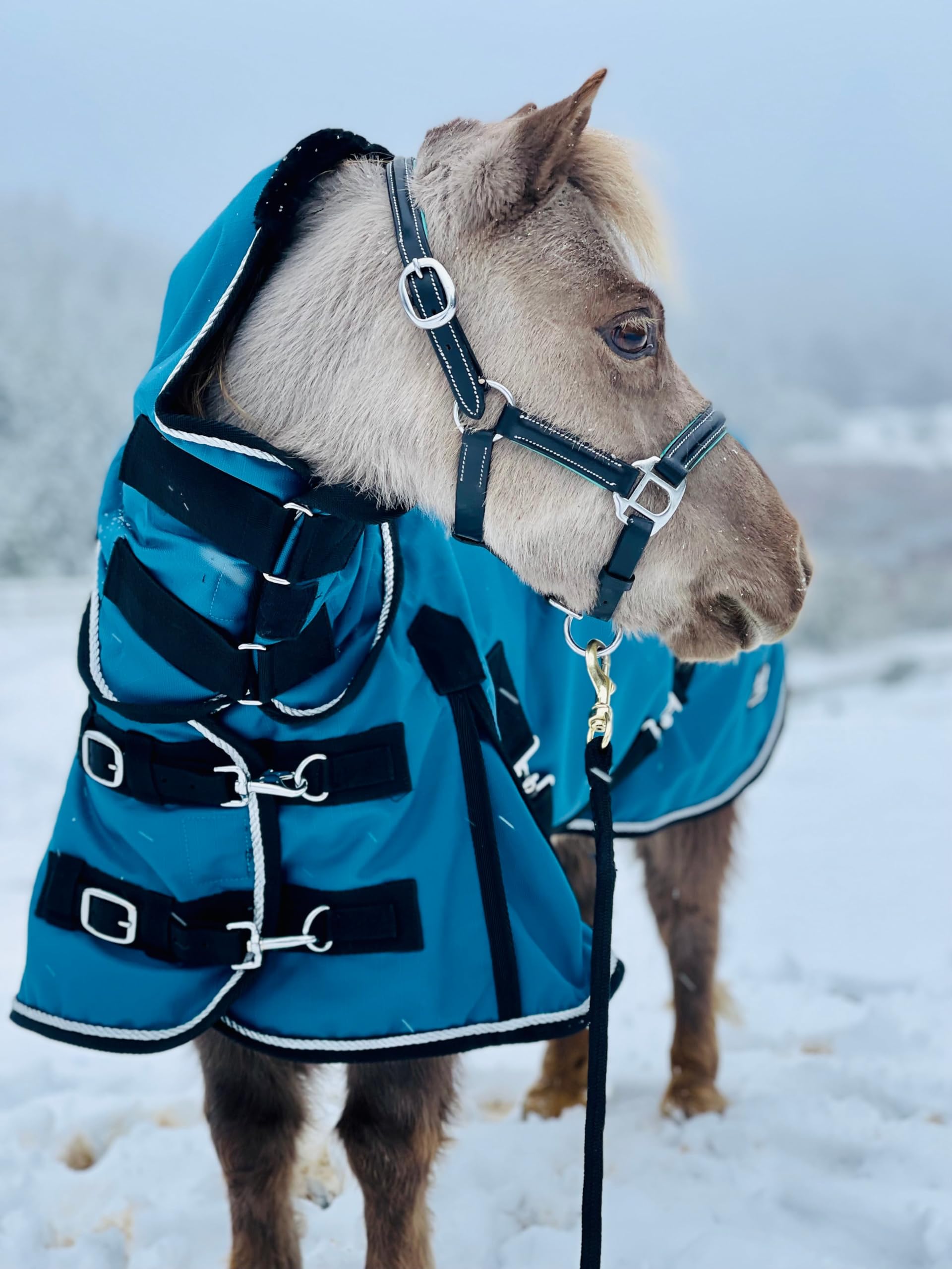 Star Point Horsemanship Mini-Pony Horse Ripstop Waterproof Windproof Blanket Hooded Lightweight Turnout Rain Sheet Breathable Lining 1200 Denier Material 220 Fill (46-48", Teal)