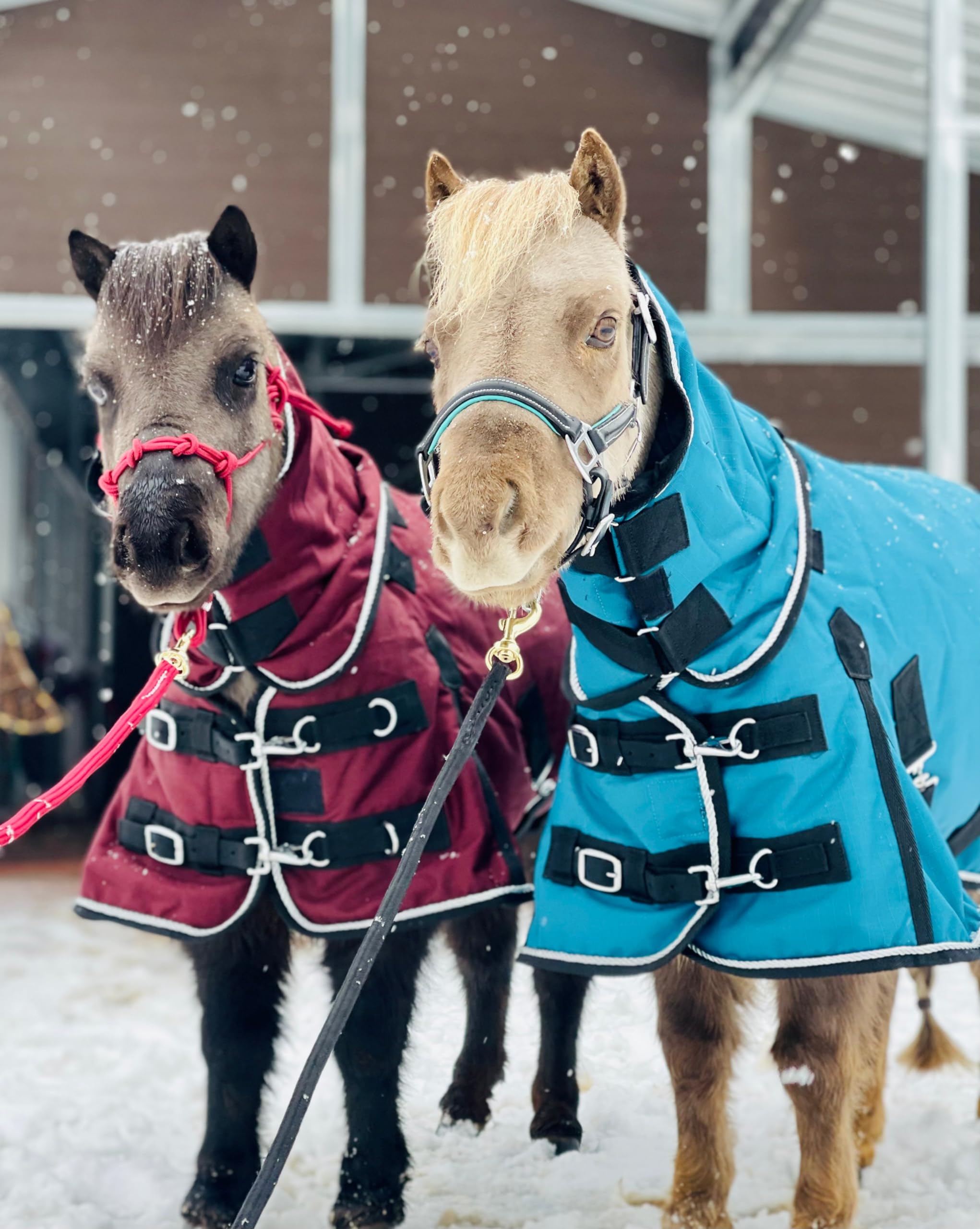 Star Point Horsemanship Mini-Pony Horse Ripstop Waterproof Windproof Blanket Hooded Lightweight Turnout Rain Sheet Breathable Lining 1200 Denier Material 220 Fill (46-48", Teal)