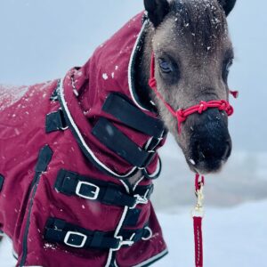 Star Point Horsemanship Mini-Pony Horse Ripstop Waterproof Windproof Blanket Hooded Lightweight Turnout Rain Sheet Breathable Lining 1200 Denier Material 220 Fill (46-48", Teal)