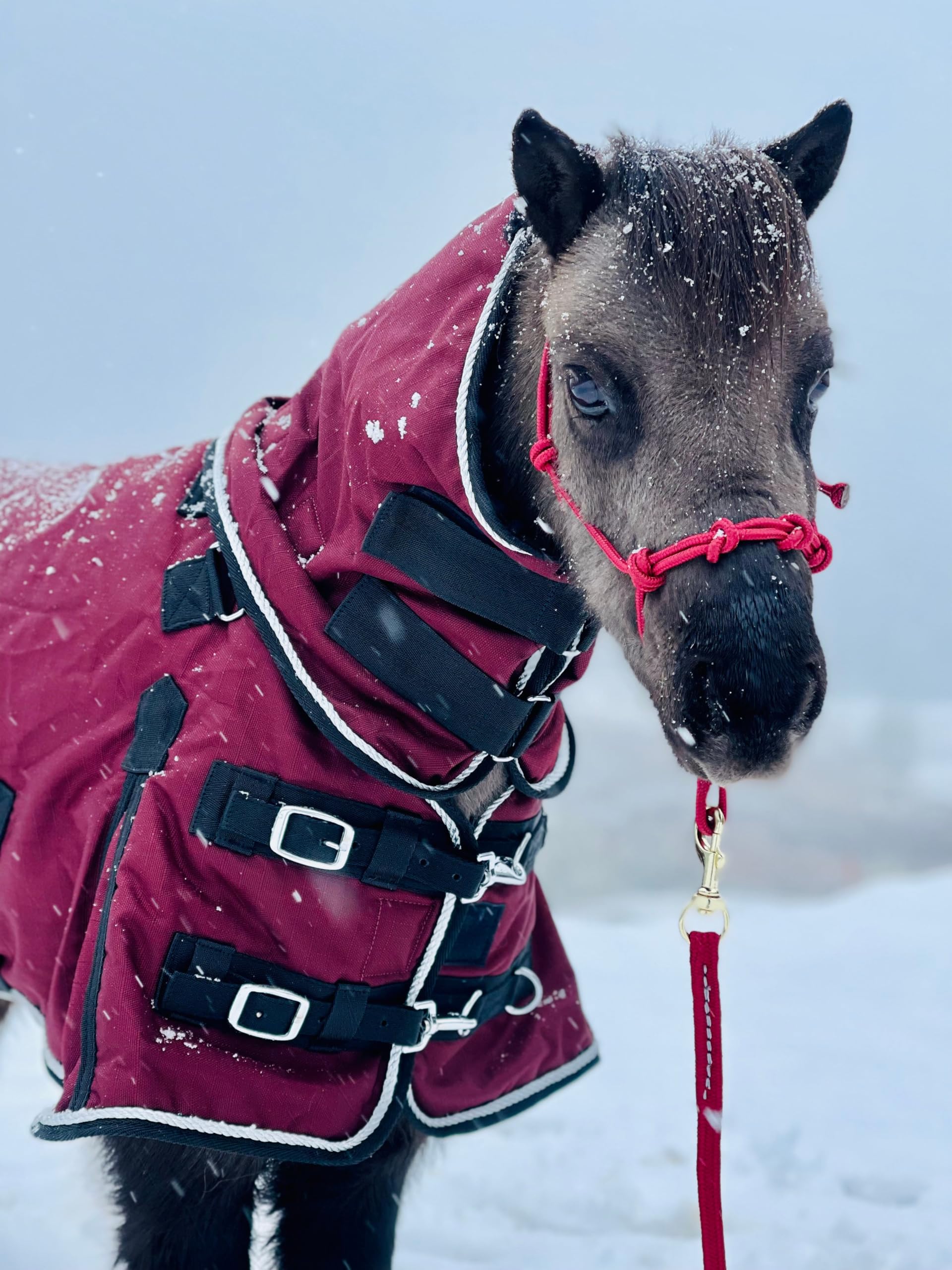 Star Point Horsemanship Mini-Pony Horse Ripstop Waterproof Windproof Blanket Hooded Lightweight Turnout Rain Sheet Breathable Lining 1200 Denier Material 220 Fill (46-48", Teal)