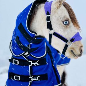 Star Point Horsemanship Mini-Pony Horse Ripstop Waterproof Windproof Blanket Hooded Lightweight Turnout Rain Sheet Breathable Lining 1200 Denier Material 220 Fill (46-48", Teal)