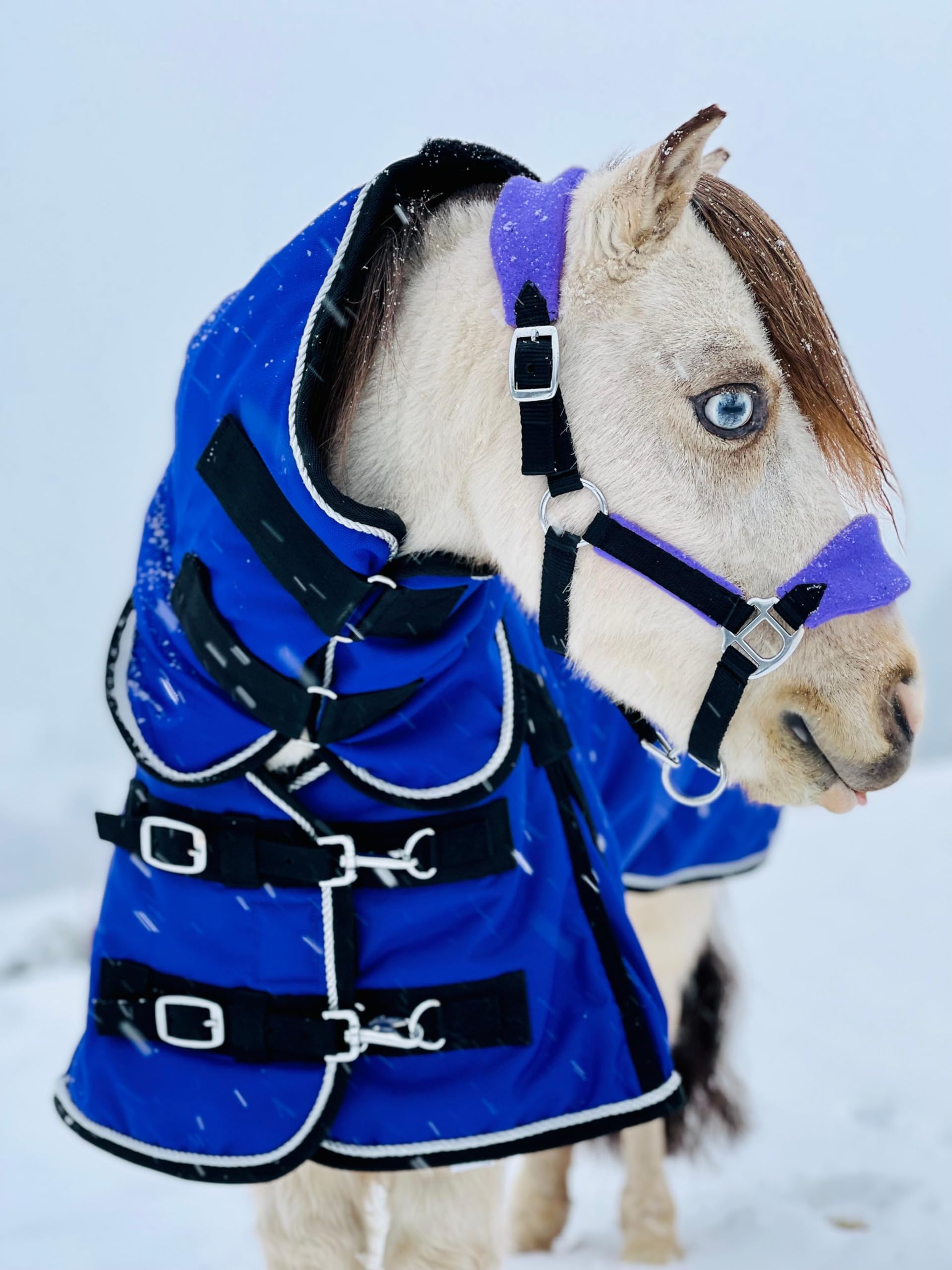 Star Point Horsemanship Mini-Pony Horse Ripstop Waterproof Windproof Blanket Hooded Lightweight Turnout Rain Sheet Breathable Lining 1200 Denier Material 220 Fill (46-48", Teal)