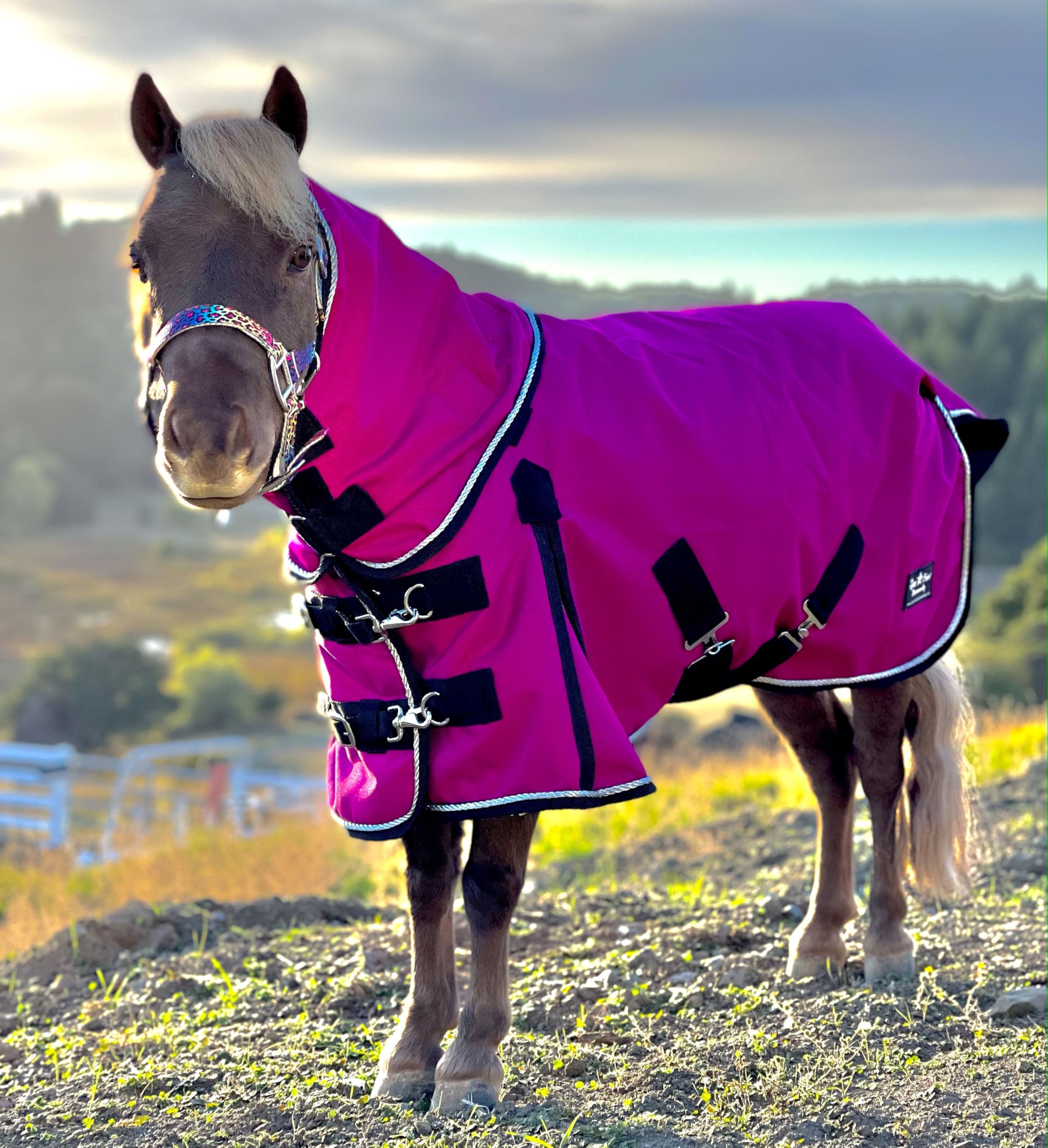 Star Point Horsemanship Mini-Pony Horse Ripstop Waterproof Windproof Blanket Hooded Lightweight Turnout Rain Sheet Breathable Lining 1200 Denier Material 220 Fill (46-48", Teal)