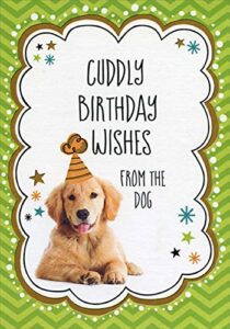 designer greetings cuddly wishes golden retreiver in hat birthday card from the dog