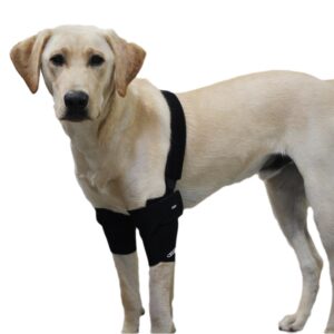 walkabout double elbow brace for dogs and cats (extra small 1" above elbow 2"-3")