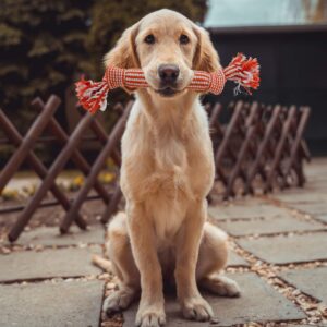 Gnawsome Large Squeaker Rope Dog Toy - Promotes Dental and Gum Health for Your Pet, Colors Will Vary