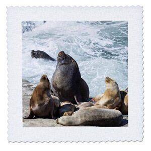 22x22 inch quilt square - bull w females. south american sea lions in valdes. chubut, argentina animals