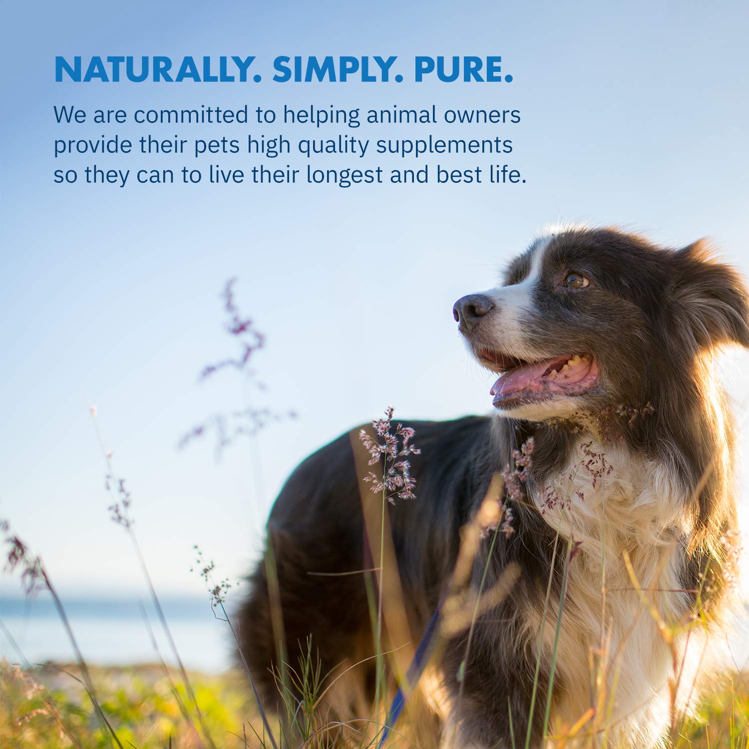 HealthyFlex Canine™ Joint + Mobility Dietary Supplement for Dogs, Natural Eggshell Membrane NEM Formula