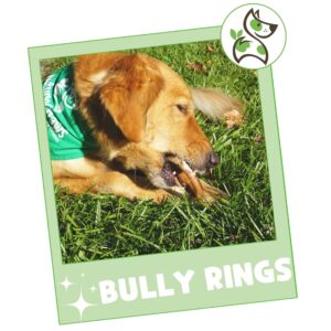 Nature Gnaws Bully Stick Rings for Dogs (5 Count) - Long Lasting for Aggressive Chewers - Natural Beef Dog Chew Bones - Rawhide Free