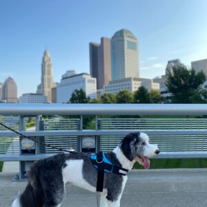 ShawnCo Essential Dog Harness, No-Pull Pet Vest with 3 Leash Clips, No Choke, Reflective, Adjustable and Padded, for Easy Walking and Training for Small, Medium and Large Dogs (Oceanic Blue, S)