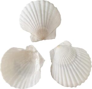 10 pcs 4-5 inch large scallop shells baking sea shells large natural white scallop shell from sea beach for diy craft decor