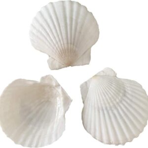 10 PCS 4-5 inch Large Scallop Shells Baking Sea Shells Large Natural White Scallop Shell From Sea Beach For DIY Craft Decor