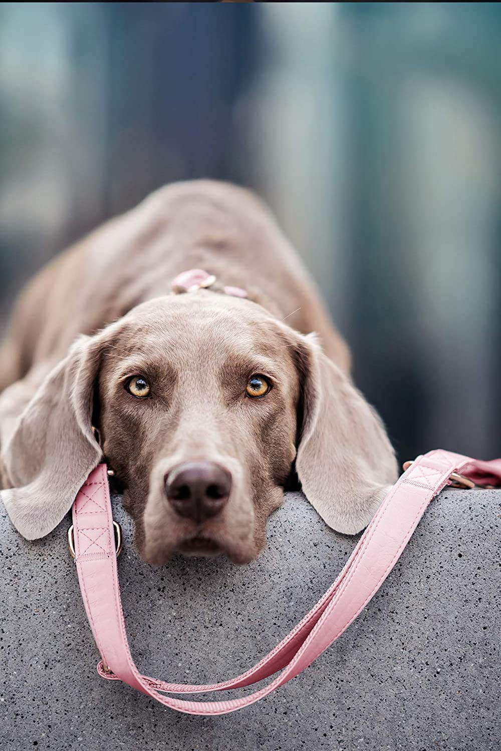 Soft Leather Dog Collar and Leash (6.6') Set - Stylish Rose Gold Heavy Duty Metal Buckle, 4 Adjustable Lengths Leash for Small Medium Large Dogs - Comfortable & Easy to Clean Pink M(13.8"-19.7")