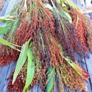 Broom Corn Seed Multi Color Crafts Home Accents Gold Red Bronze Purple Brown jocad (100+ Seeds)