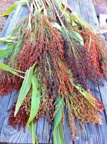 Broom Corn Seed Multi Color Crafts Home Accents Gold Red Bronze Purple Brown jocad (100+ Seeds)