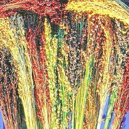 Broom Corn Seed Multi Color Crafts Home Accents Gold Red Bronze Purple Brown jocad (100+ Seeds)