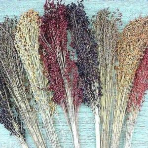 Broom Corn Seed Multi Color Crafts Home Accents Gold Red Bronze Purple Brown jocad (100+ Seeds)