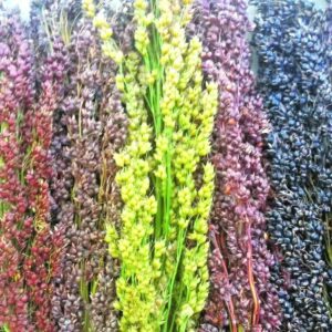 Broom Corn Seed Multi Color Crafts Home Accents Gold Red Bronze Purple Brown jocad (100+ Seeds)