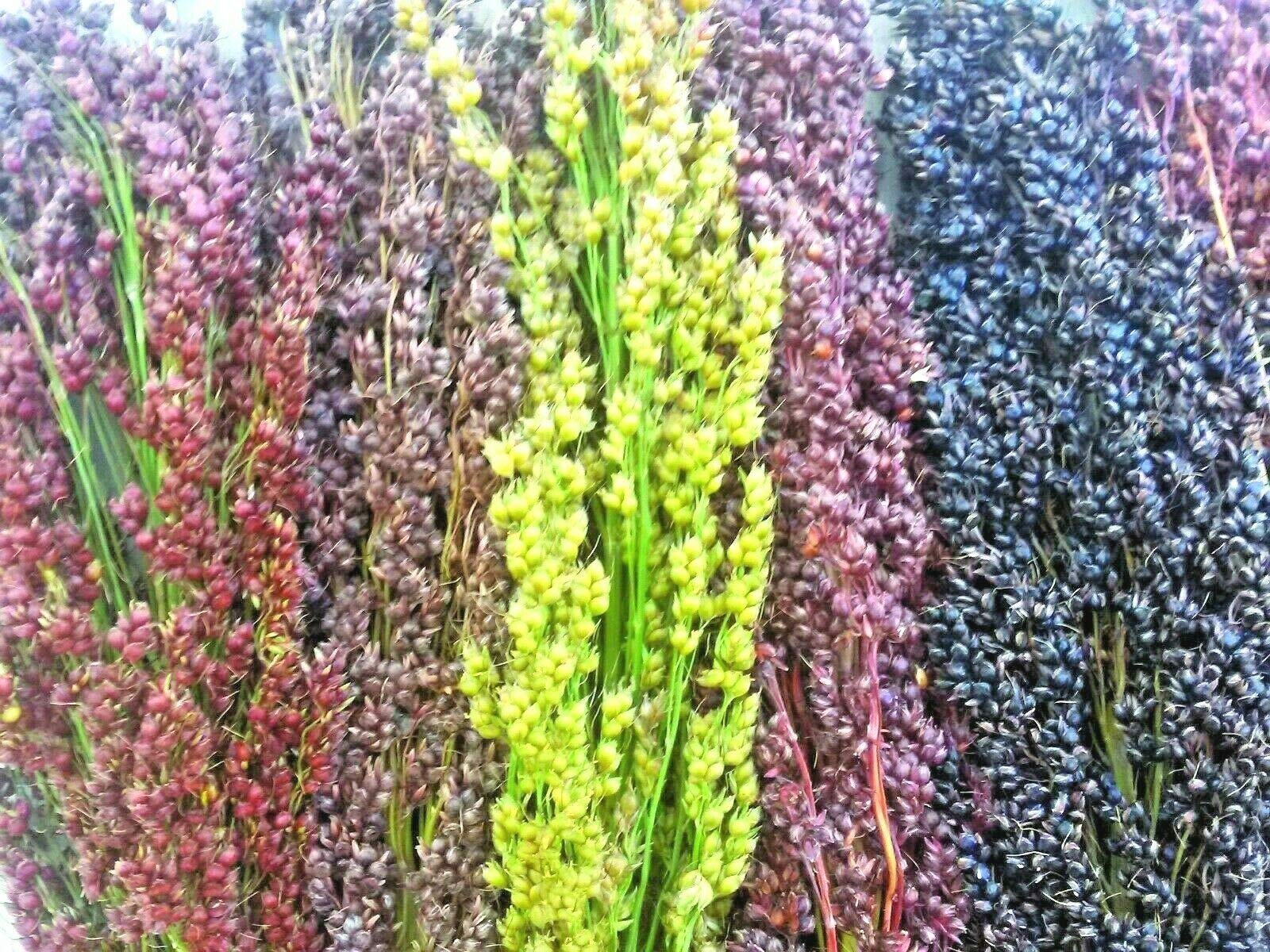 Broom Corn Seed Multi Color Crafts Home Accents Gold Red Bronze Purple Brown jocad (100+ Seeds)