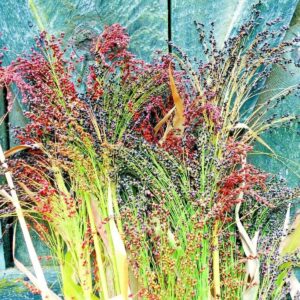 Broom Corn Seed Multi Color Crafts Home Accents Gold Red Bronze Purple Brown jocad (100+ Seeds)