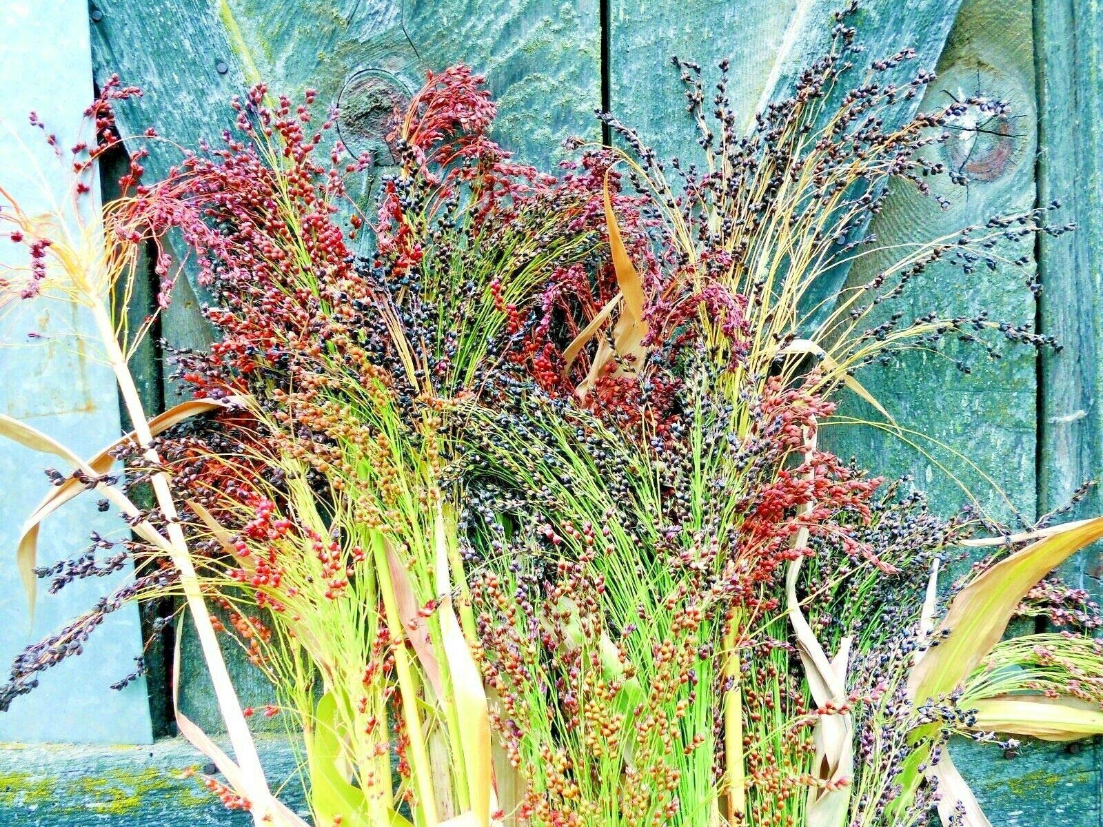 Broom Corn Seed Multi Color Crafts Home Accents Gold Red Bronze Purple Brown jocad (100+ Seeds)