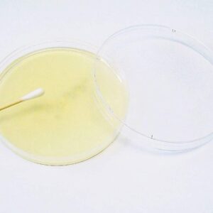 Tryptic Soy Agar (TSA), with Typtone & Soytone, General Growth Medium, (10-Pack), Pre-Poured 15x100mm Petri Plates