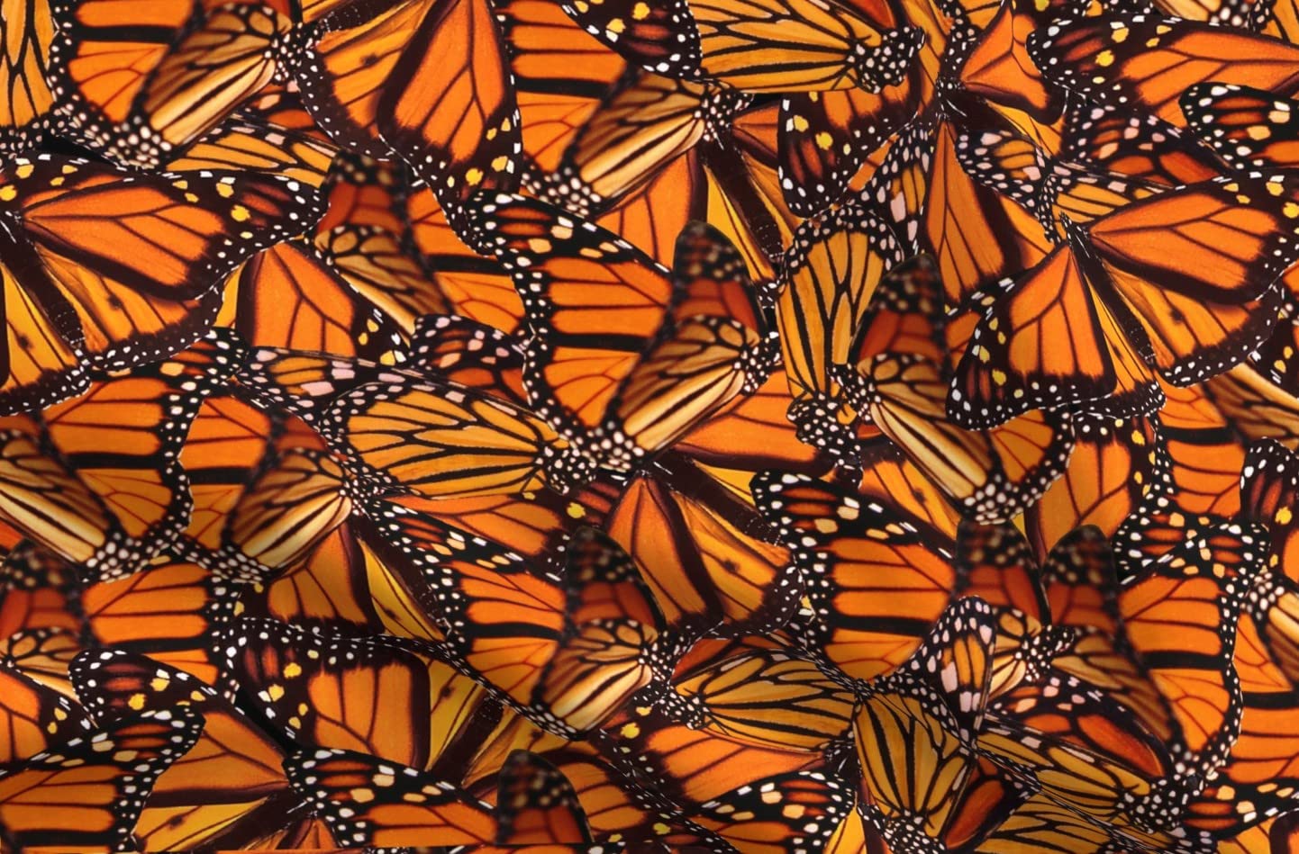 Spoonflower Fabric - Monarch Butterfly Orange Summer Wings Insect Printed on Petal Signature Cotton Fabric by The Yard - Sewing Quilting Apparel Crafts Decor