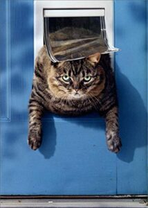 avanti press cat stuck in pet door humorous : funny birthday card