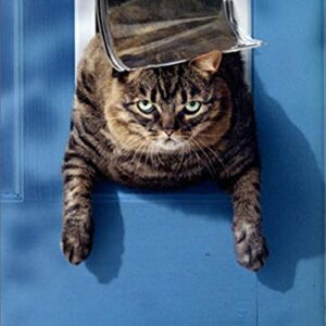 Avanti Press Cat Stuck in Pet Door Humorous : Funny Birthday Card