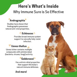 Pet Wellbeing Immune Sure for Dogs & Cats - Vet-Formulated - Immune System Support & Protections - Natural Herbal Supplement 4 oz (118 ml)