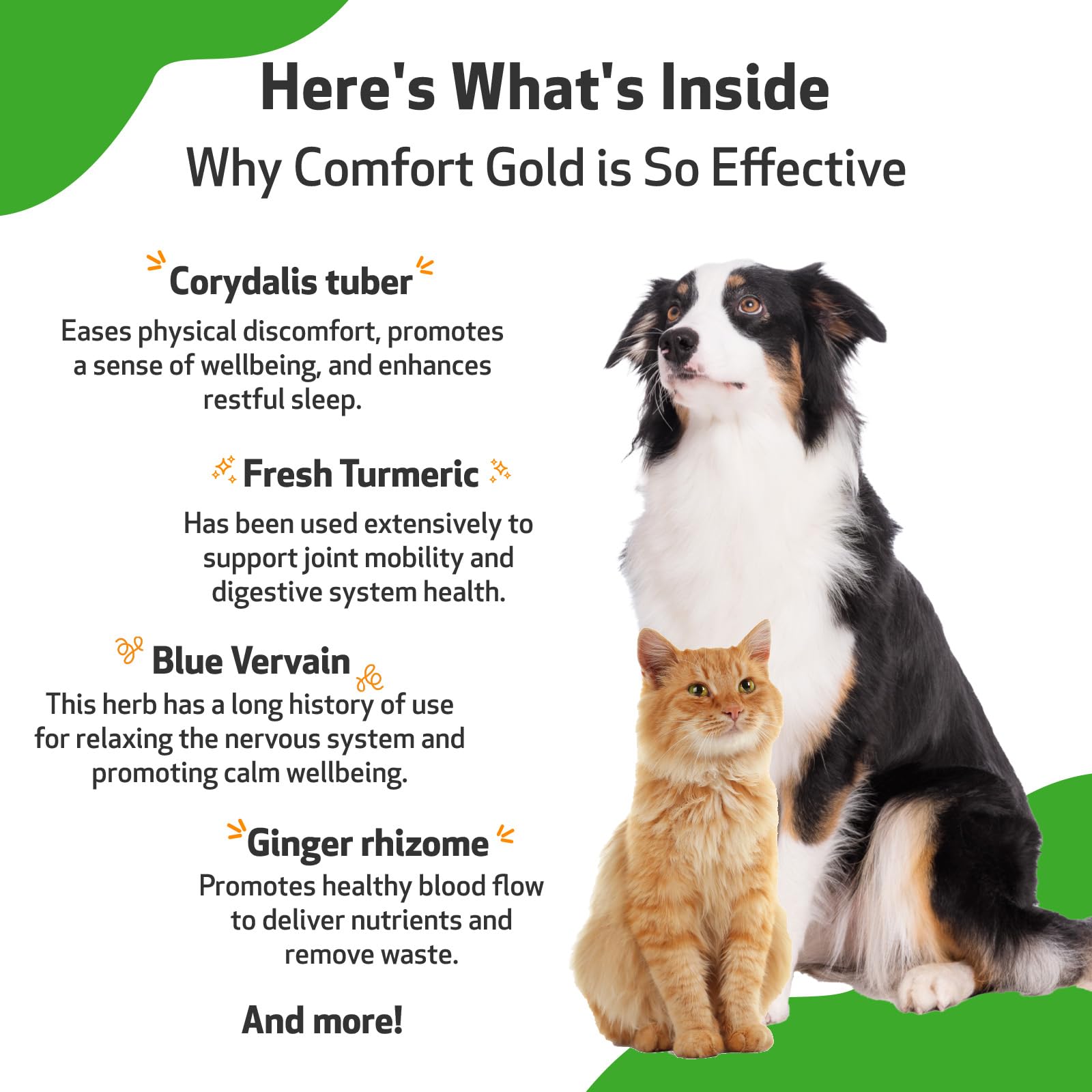 Pet Wellbeing Comfort Gold for Dogs - Supports Canine Physical Comfort, Healthy Circulation, Corydalis, Turmeric - Veterinarian-Formulated Herbal Supplement 4 oz (118 ml)