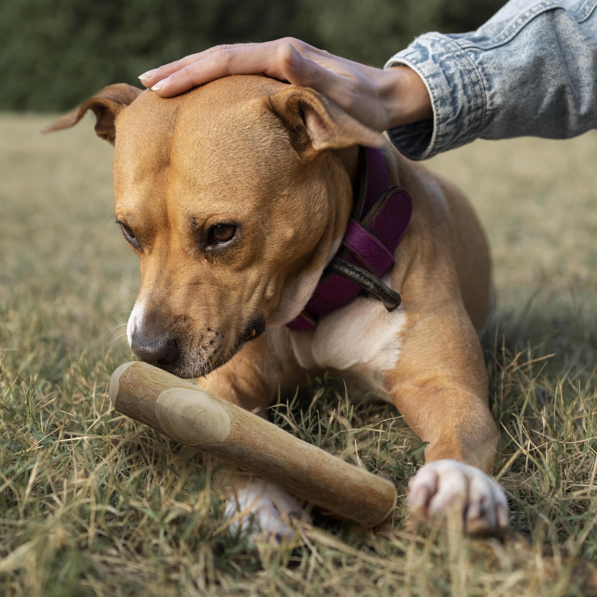 Wildfang®Coffee Wood Dog Chew Large-Natural Wood Stick for Dogs, Wood Dog Chew Toy, Wood Dog Bone, Wood Chew Toy for Dogs, Dog Wood Chew Stick, Coffee Bone for Dogs Muscle Training, XL - from 99 lbs