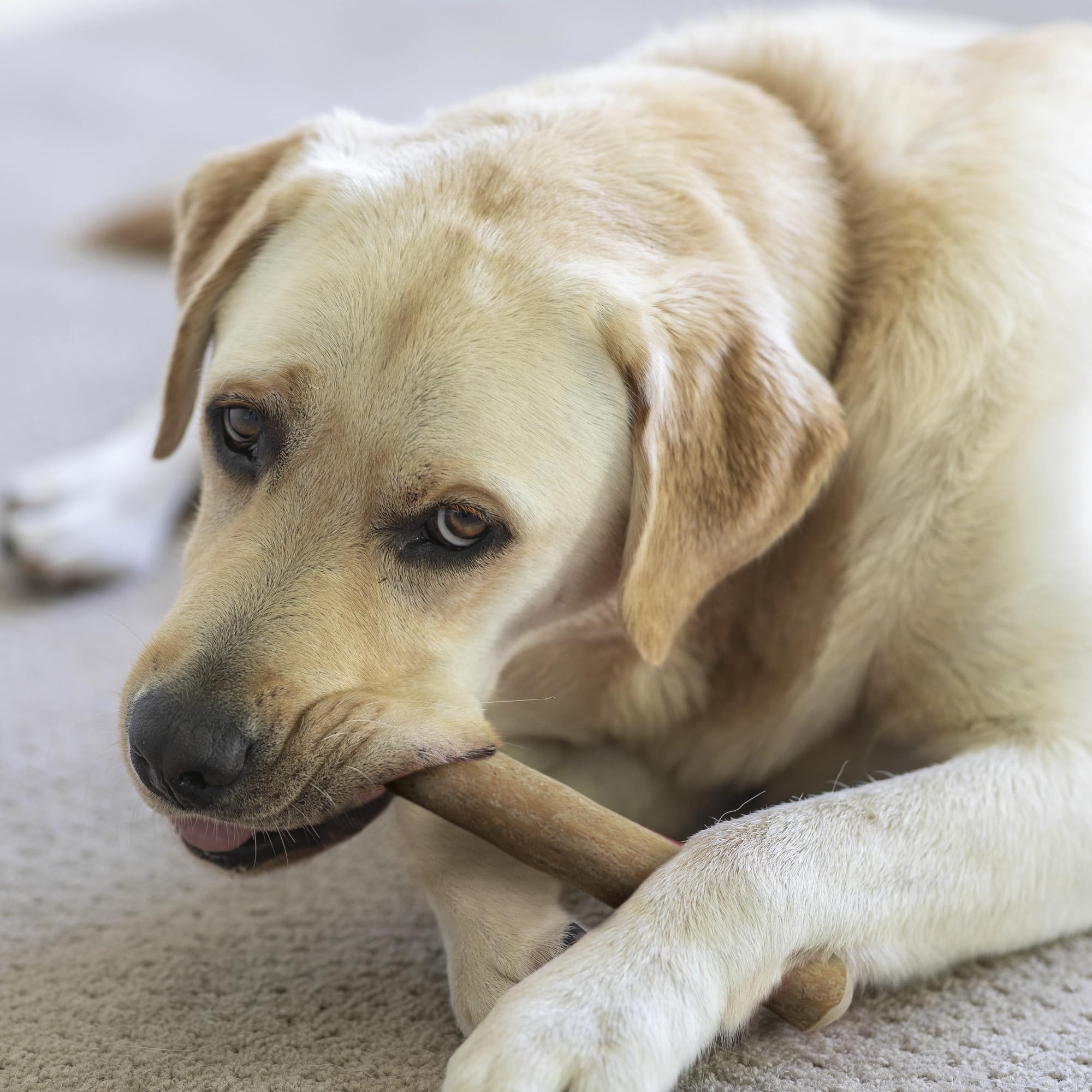 Wildfang®Coffee Wood Dog Chew Large-Natural Wood Stick for Dogs, Wood Dog Chew Toy, Wood Dog Bone, Wood Chew Toy for Dogs, Dog Wood Chew Stick, Coffee Bone for Dogs Muscle Training, XL - from 99 lbs