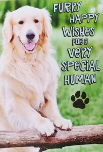 greeting card furry happy wishes for a very special human birthday with golden labrador retriever dog - with lots of nice wet kisses and lots of snuggles