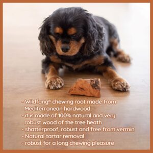 Wildfang® Chewing Root from The Tree Heather for Dogs, Robust and Durable Chewing Root for Dogs, Splinter-Free Chewing Wood as a Dog Toy for Optimal Dental Care for Dogs and Puppies (M)