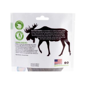 Buck Bone Organics Dog Chews, Moose Antlers for Dogs, Long Lasting Dog Bones for Aggressive Chewers, All Natural, No Preservatives, Wild Shed in The USA (Medium)