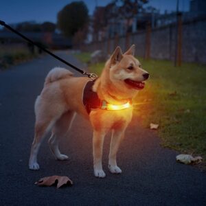 LaRoo Light Up Dog Collar with Nylon Stickers, Universal Glowing Collar Accessories for Leash Harness, Silicone Waterproof Dog LED Flashing Collar Night Outdoor Safety