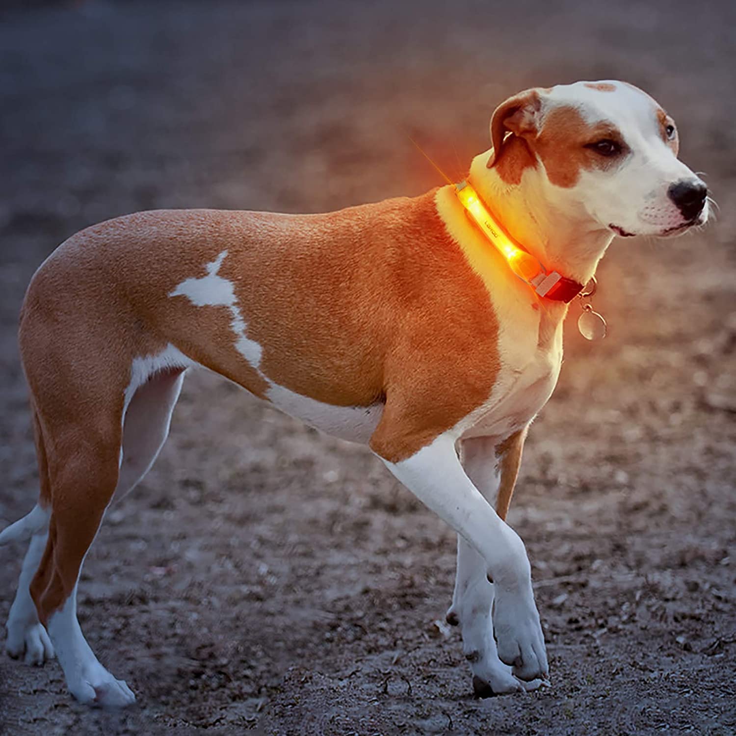 LaRoo Light Up Dog Collar with Nylon Stickers, Universal Glowing Collar Accessories for Leash Harness, Silicone Waterproof Dog LED Flashing Collar Night Outdoor Safety