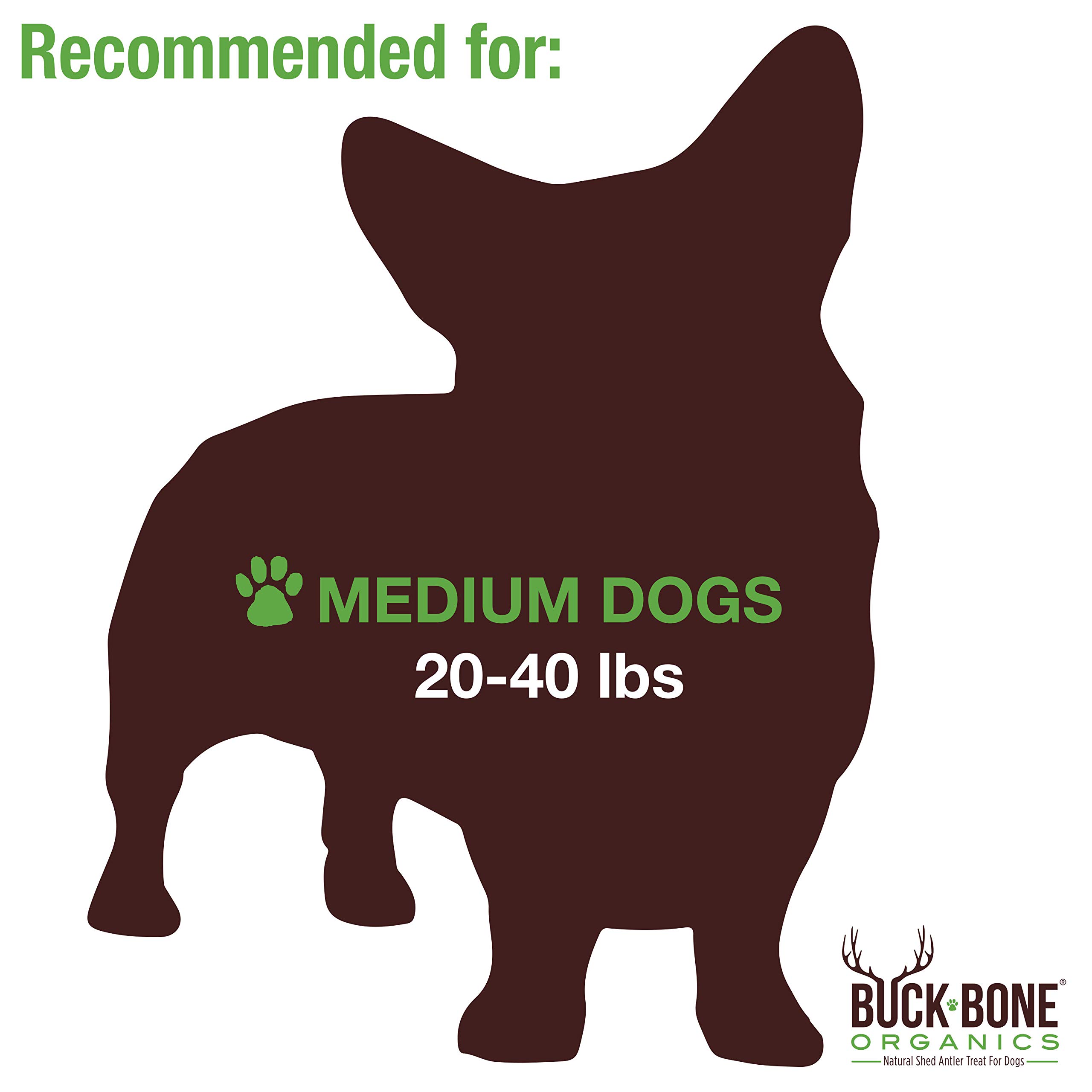 Buck Bone Organics Dog Chews, Moose Antlers for Dogs, Long Lasting Dog Bones for Aggressive Chewers, All Natural, No Preservatives, Wild Shed in The USA (Medium)