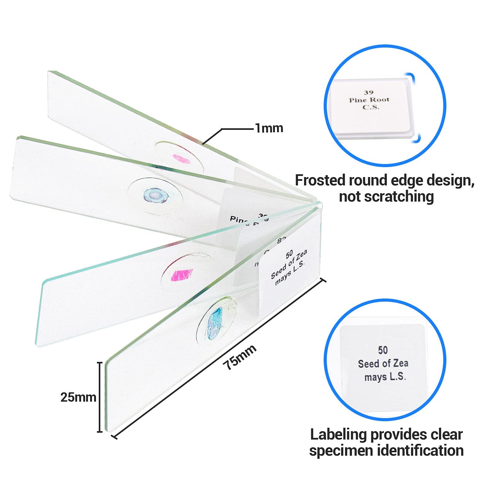 100 Prepared Microscope Slides with Specimens for Kids Adults - Bacterium, Fungus, Human Tissues, Mitosis, Plants, Insects, Animals Cells Samples for Biological Science Lab, School Students