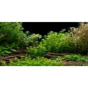 awert aquarium background river bed & lake aquatic plant fish tank background vinyl 48x20 inches