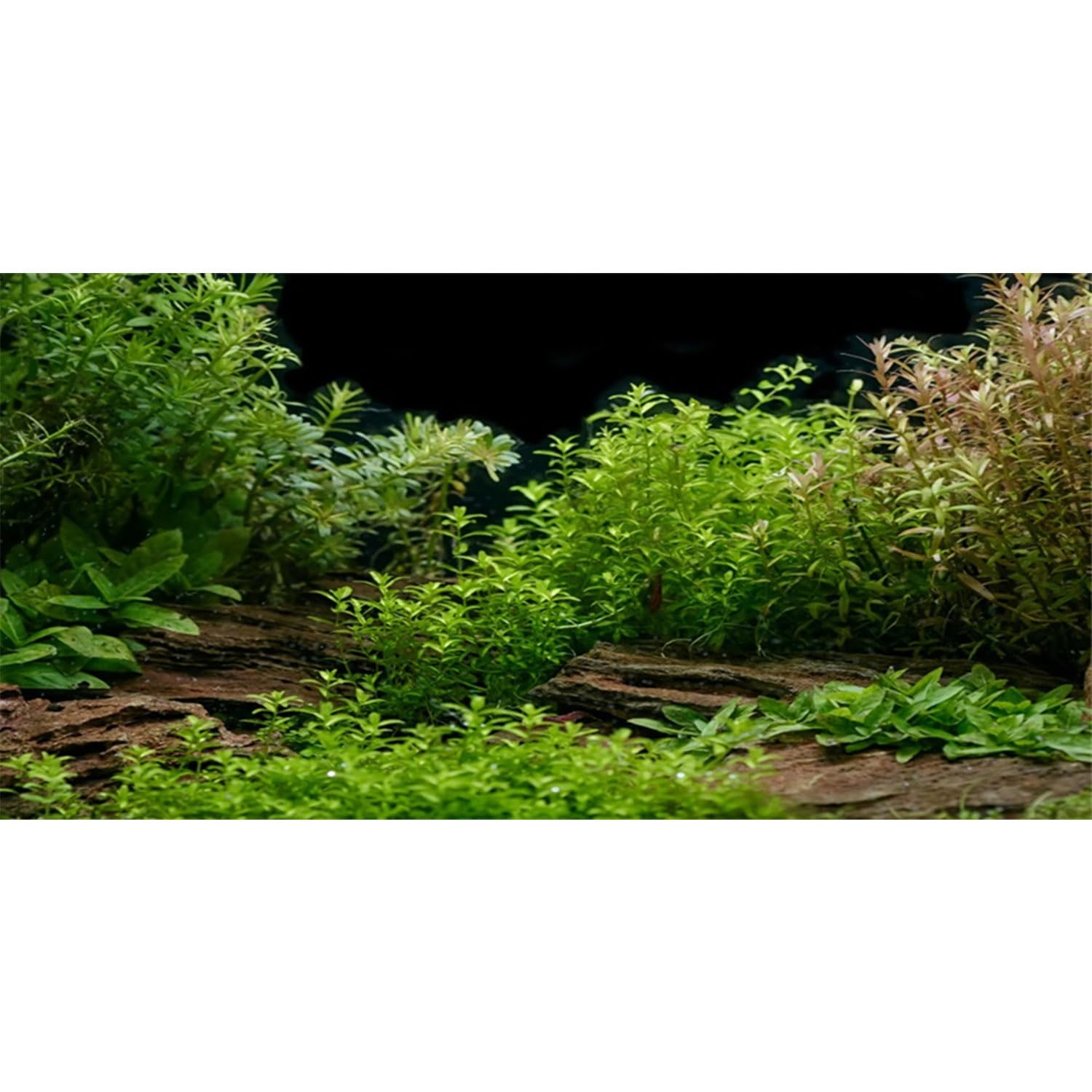 AWERT Aquarium Background River Bed & Lake Aquatic Plant Fish Tank Background Vinyl 48x20 inches