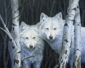 white magic white pair of wolves cotton fabric al4279 size 36 x 44 inches