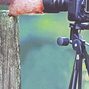 Recycled Paper Greetings Squirrel Sticking Head into Camera Lens Cover Humorous : Funny Birthday Card