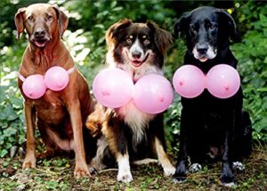 avanti press three dogs wearing pink balloons feminine funny : humorous birthday card for woman / her