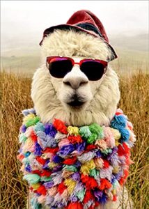 avanti press alpaca wearing fedora and colorful scarf funny : humorous birthday card