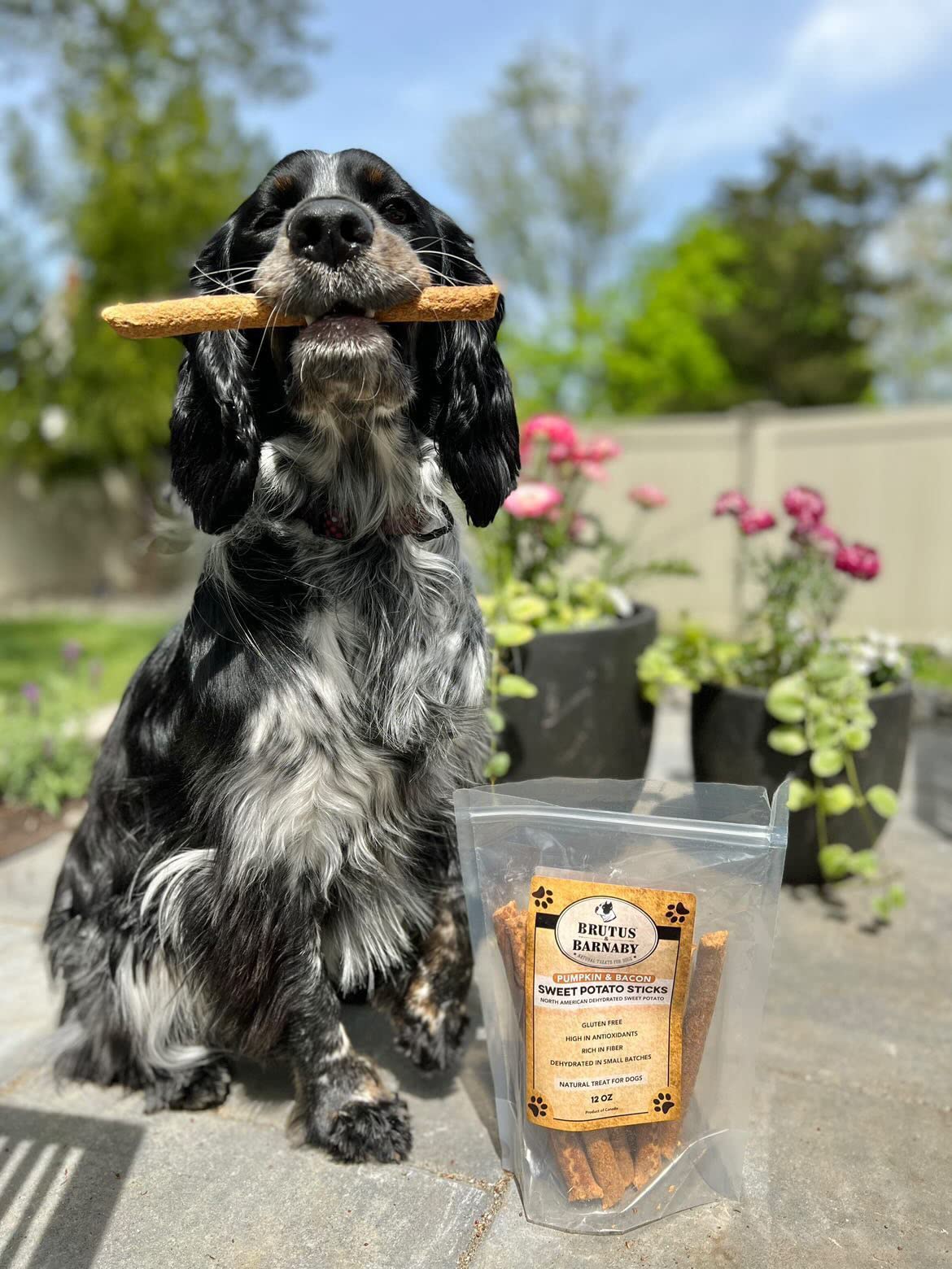 BRUTUS & BARNABY USA Sweet Potato Dog Treats - Grain Free, Pumpkin Bacon Crunchy Sticks - Great Tasting, Promotes Positive Dog Gut Health with Natural Anti-Diarrhea Properties, No Preservatives Added