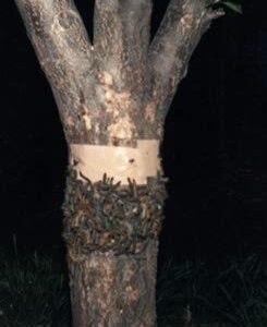 Cicada Tree Band Barrier Tape Protection